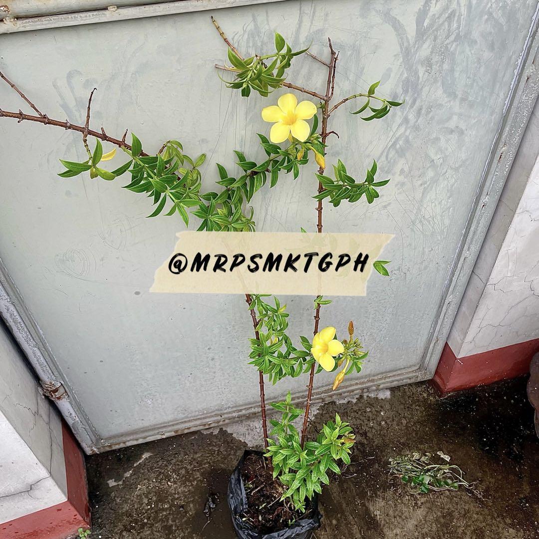 Dwarf Allamanda 4ft (Yellow Bell plant, Golden Trumpet), Furniture ...