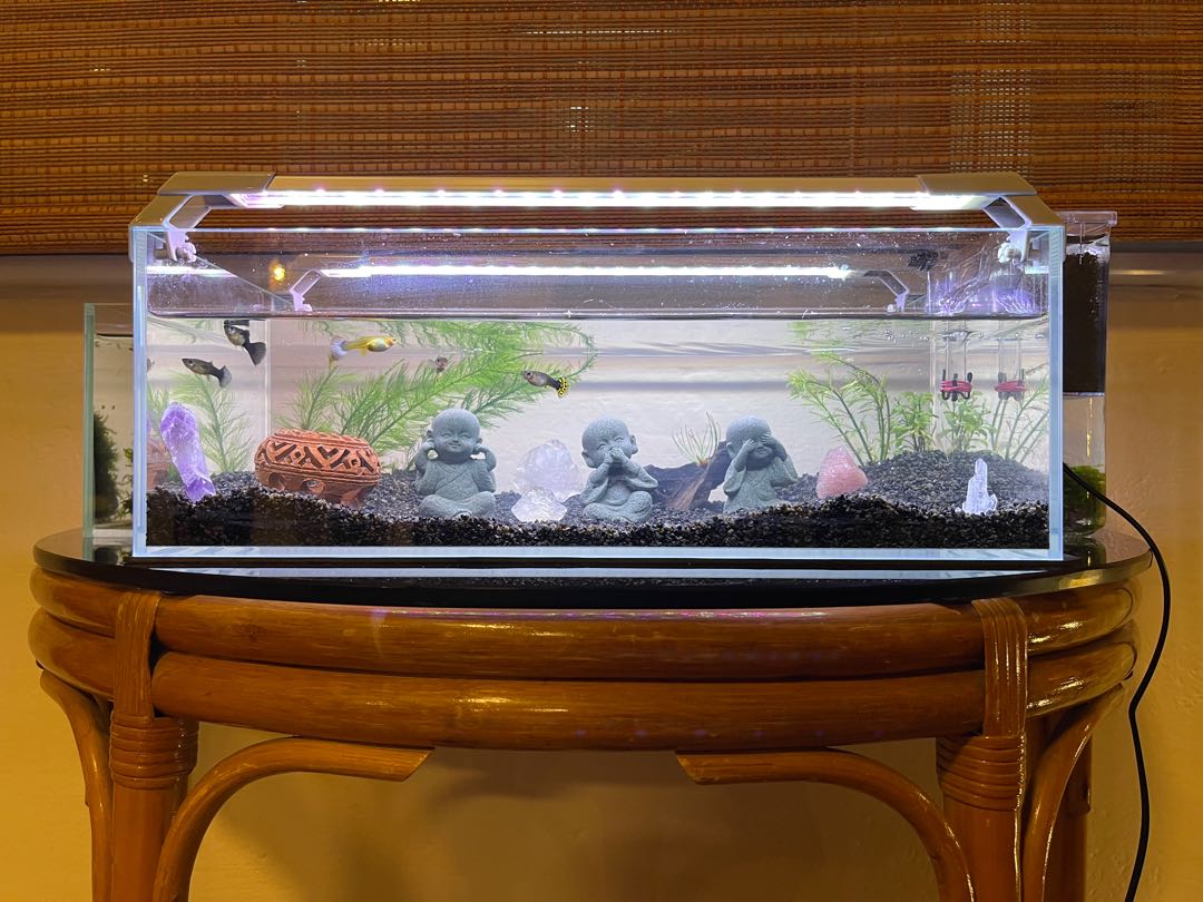 Fish tank, Pet Supplies, Homes & Other Pet Accessories on Carousell