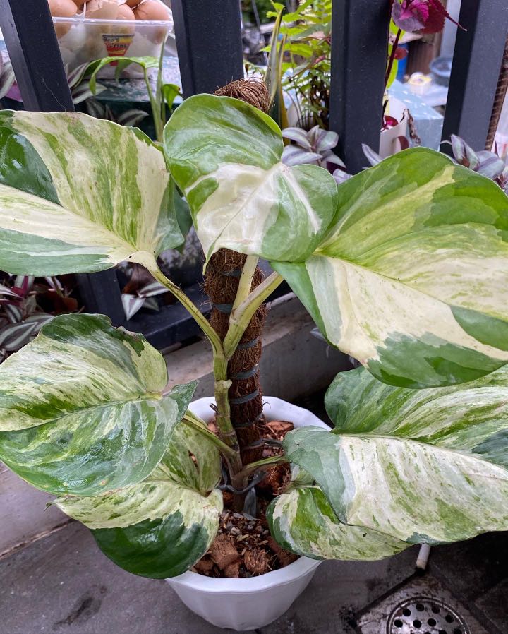 Giant Manjula Pothos, Furniture & Home Living, Gardening, Plants ...