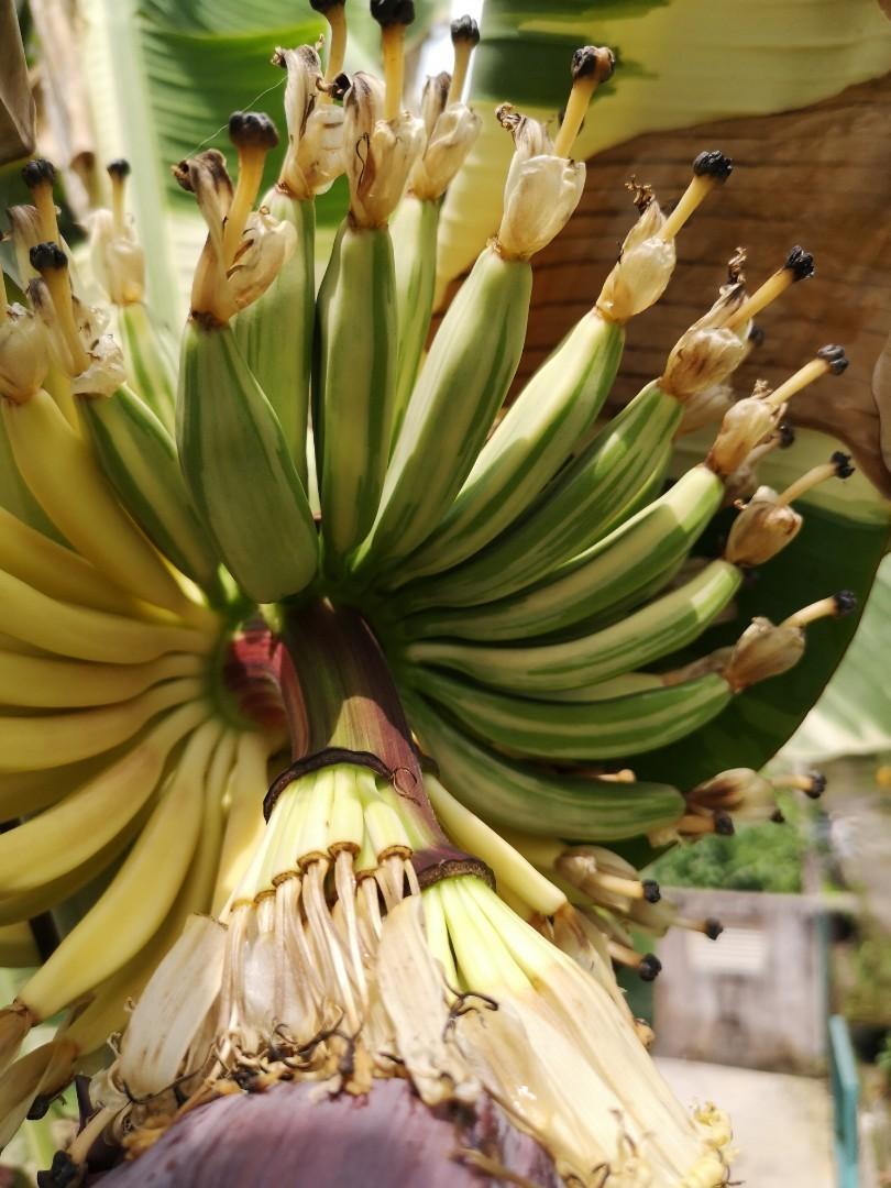 Musa Florida Variegated Banana plant, Furniture & Home Living ...