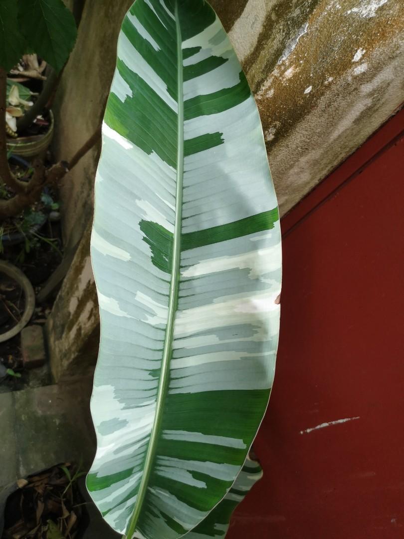 Musa Florida Variegated Banana plant, Furniture & Home Living ...