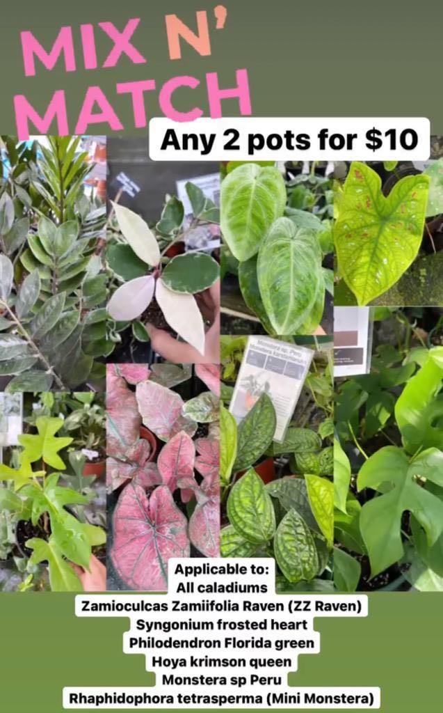 Mix and Match plants 2 for $10, Furniture & Home Living, Gardening ...