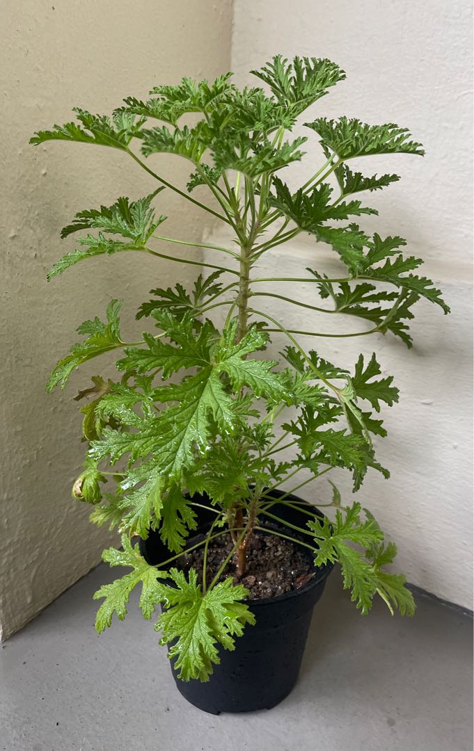 Rose Geranium / mosquito plant, Furniture & Home Living, Gardening ...