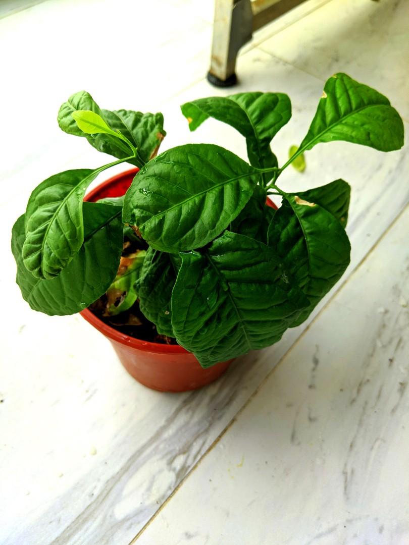 Vilvam plant / wood apple / aegle marmelos / billipatra seeds and plant ...