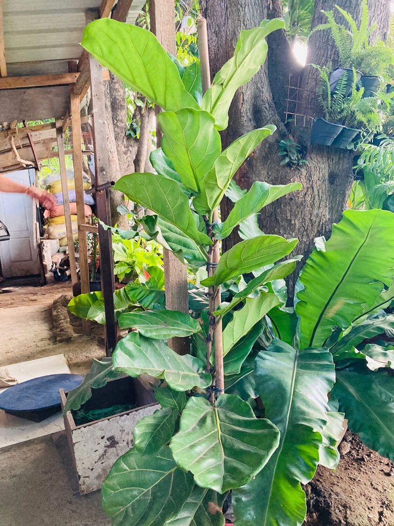 Pig tree 4ft, Furniture & Home Living, Gardening, Plants & Seeds on ...