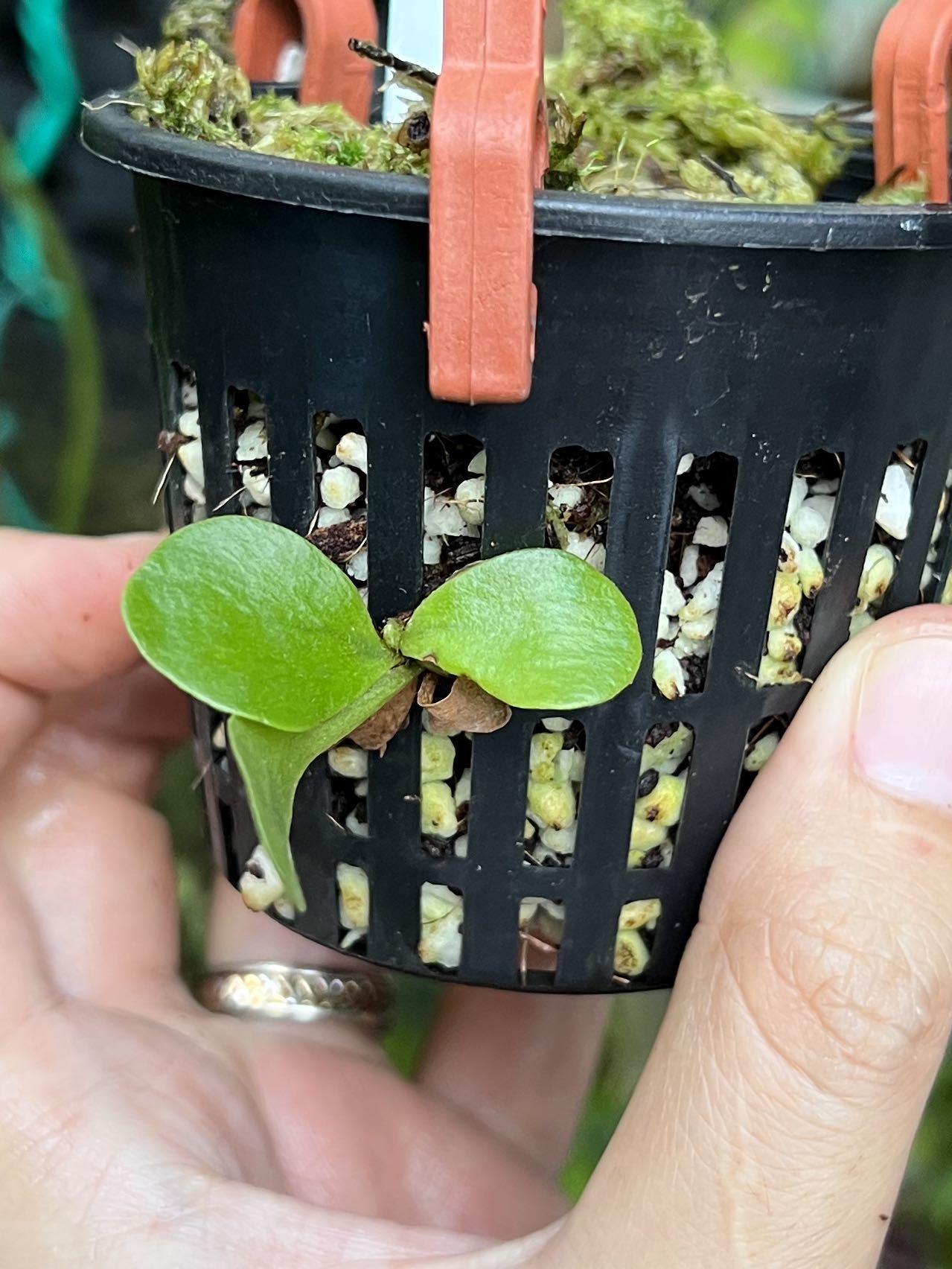 Platycerium hilli x alcicorne | Staghorn Fern, Furniture & Home Living ...