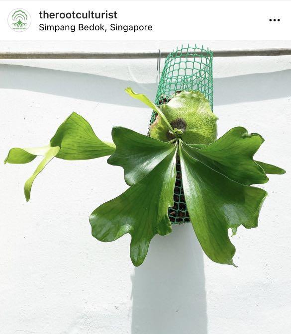 Platycerium hilli x alcicorne | Staghorn Fern, Furniture & Home Living ...