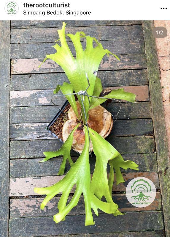 Platycerium hilli x alcicorne | Staghorn Fern, Furniture & Home Living ...
