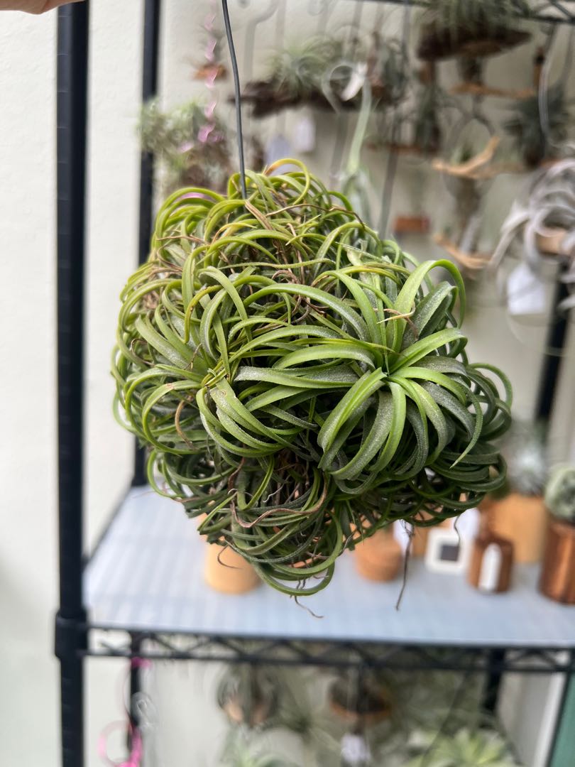 Tillandsia Ionantha Druid ball air plant, Furniture & Home Living ...