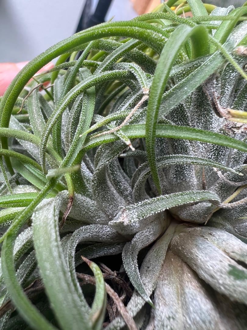 Tillandsia Ionantha Druid ball air plant, Furniture & Home Living ...