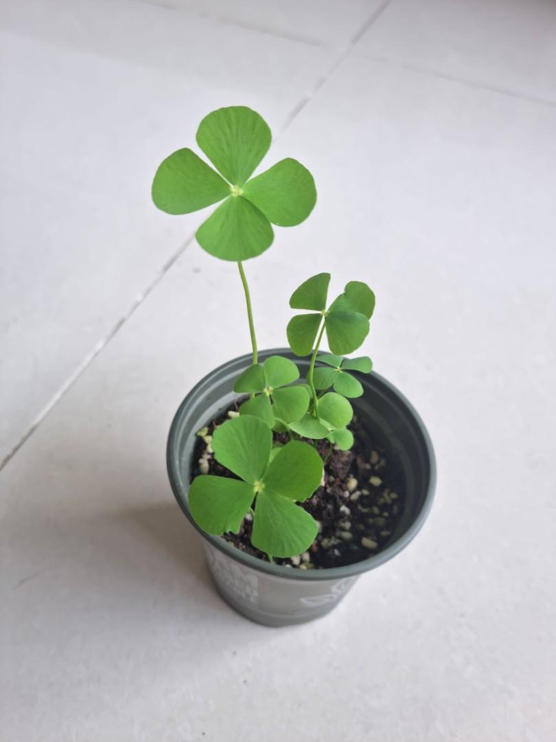 4 leaf clover plant (8cm pot), Furniture & Home Living, Gardening ...