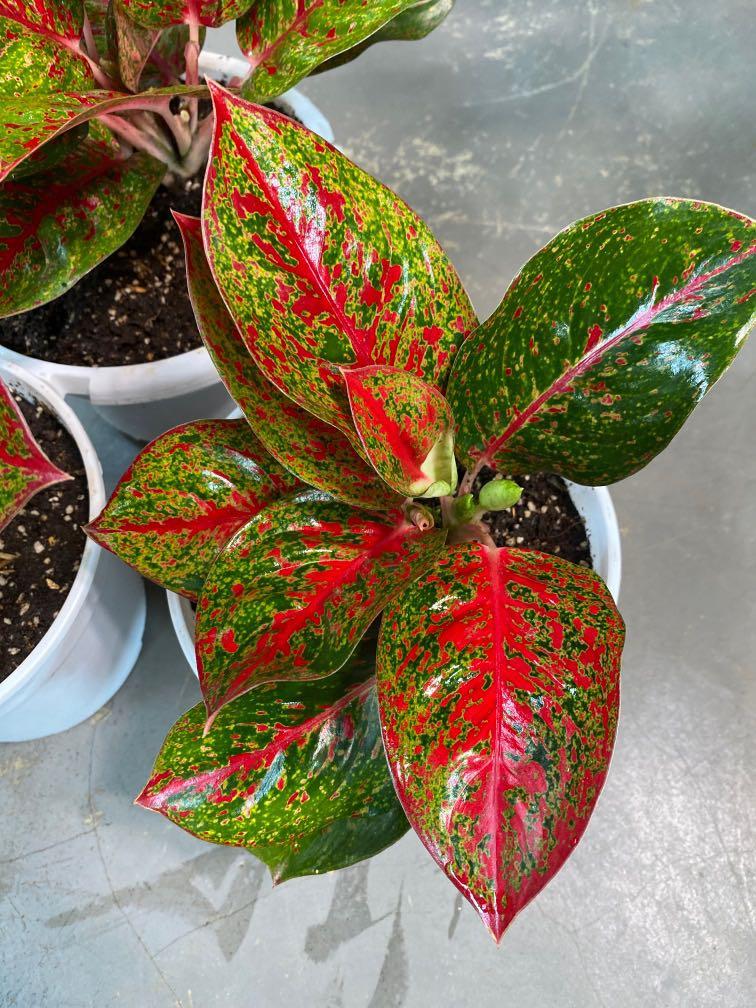 Aglaonema Red Legacy. $12 each pot, Furniture & Home Living, Gardening ...