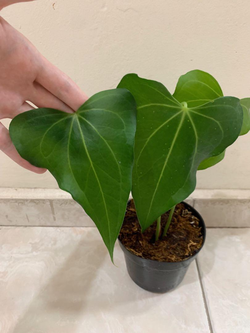 Anthurium Delta Force, Furniture & Home Living, Gardening, Plants ...