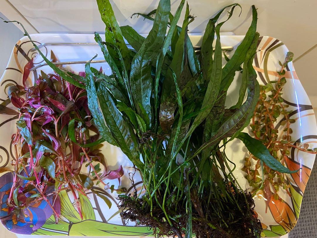 Aquatic Plants - Java fern , red Stem plants, rotala orange, Everything ...