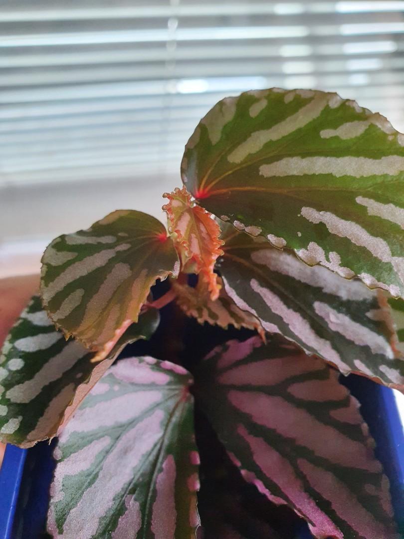 Begonia Julau, Furniture & Home Living, Gardening, Plants & Seeds on ...