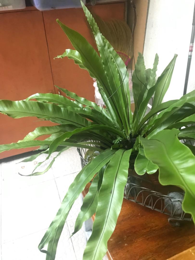 Dapo fern hanging lush green, Furniture & Home Living, Gardening ...