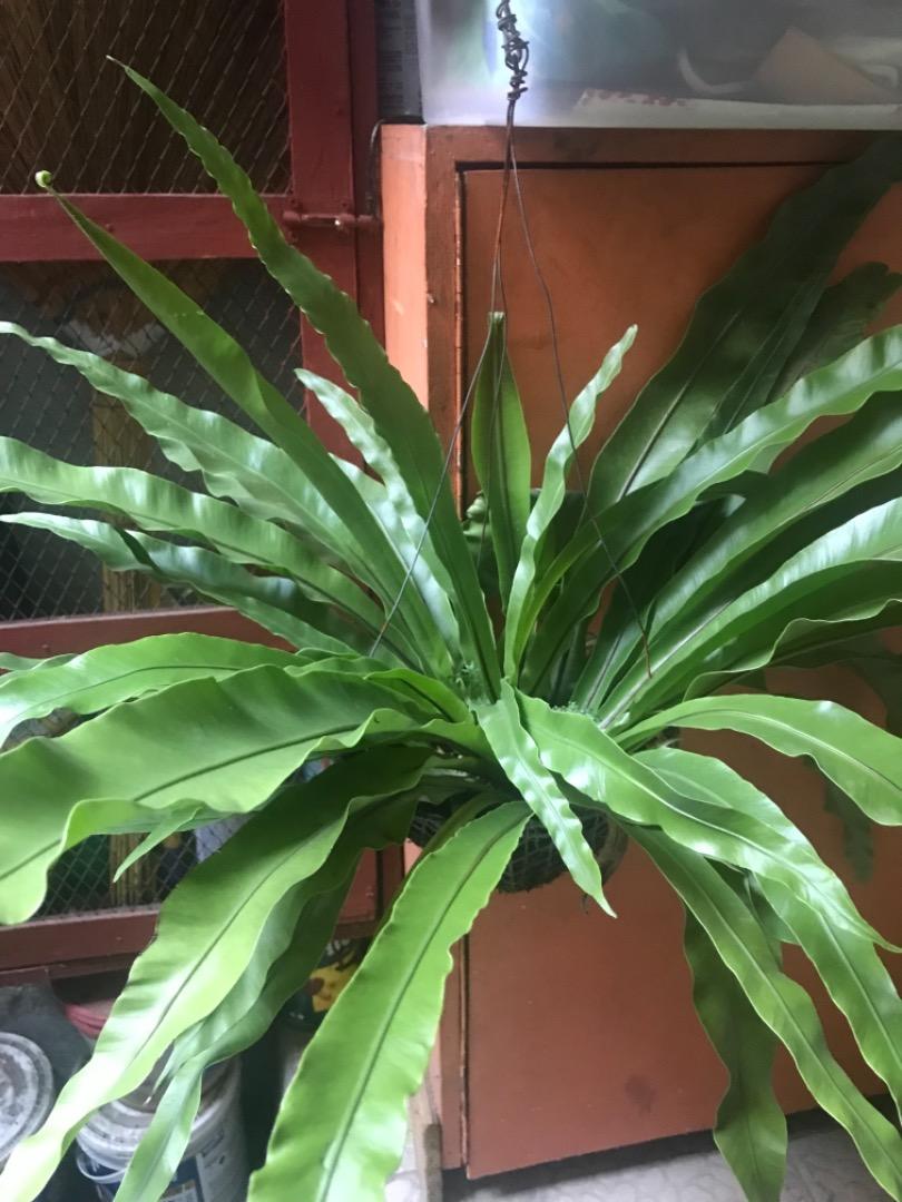 Dapo fern hanging lush green, Furniture & Home Living, Gardening ...