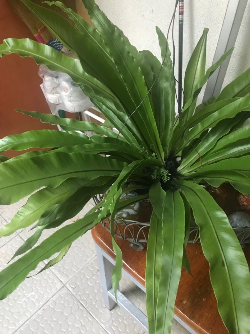 Dapo fern hanging lush green, Furniture & Home Living, Gardening ...