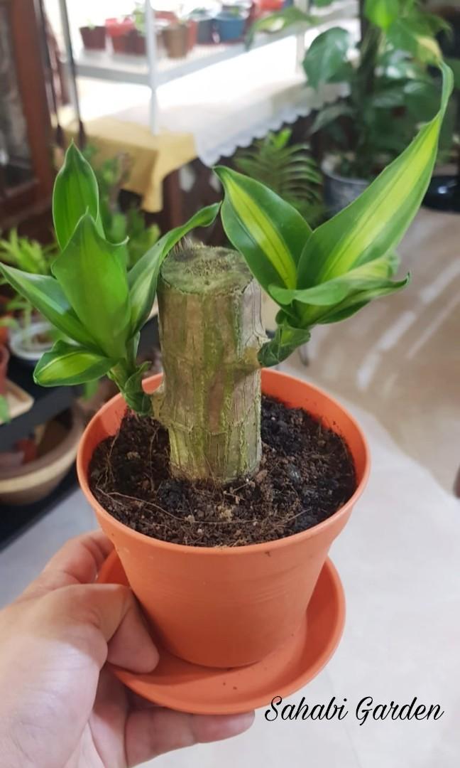 Dracaena Fragrans Iron Tree- Houseplant, Furniture & Home Living ...