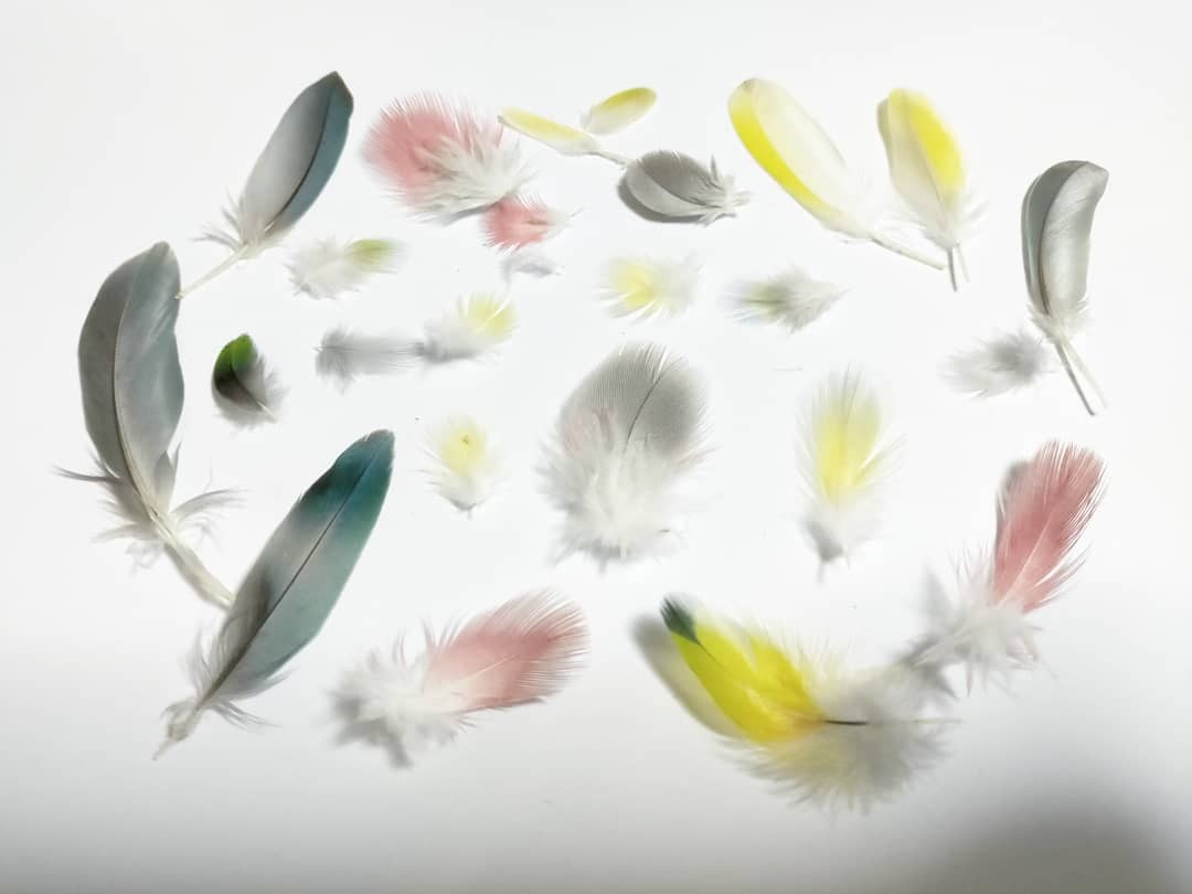 Real Tiny Mini Feathers (ethnically sourced!), Hobbies & Toys ...
