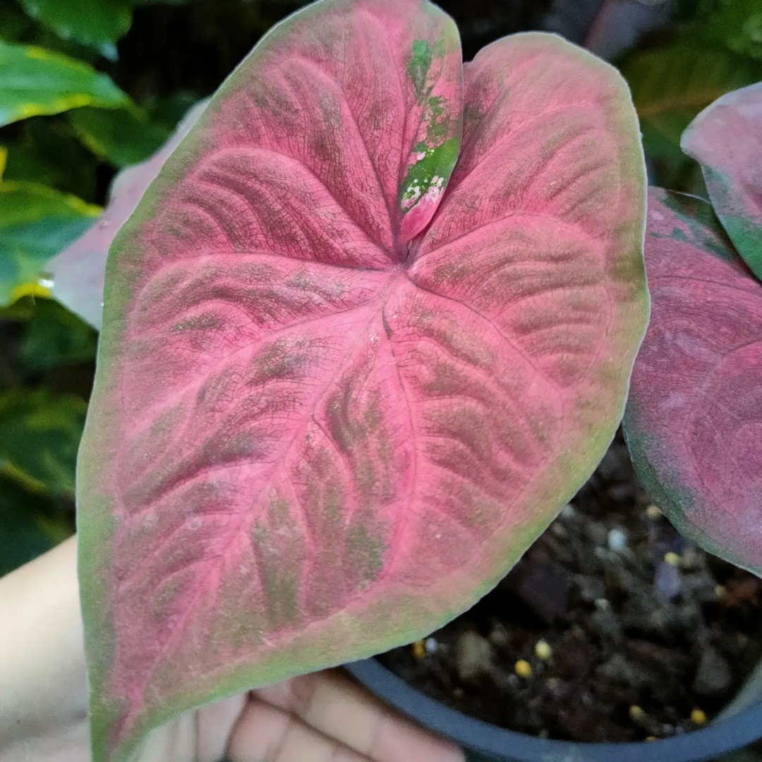 RED EMPEROR, Furniture & Home Living, Gardening, Plants & Seeds on ...