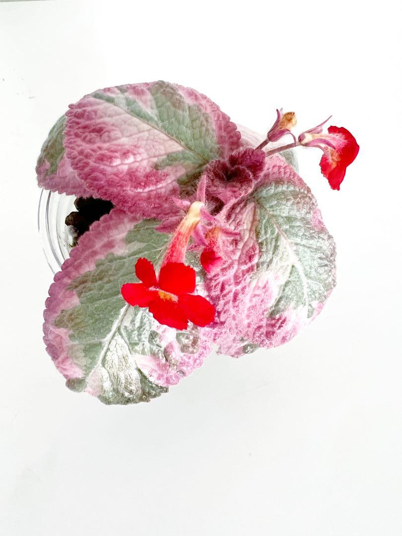 Episcia Cleopatra, Furniture & Home Living, Gardening, Plants & Seeds ...