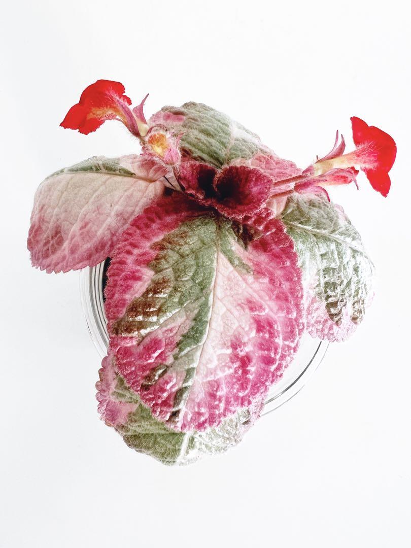 Episcia Cleopatra, Furniture & Home Living, Gardening, Plants & Seeds ...