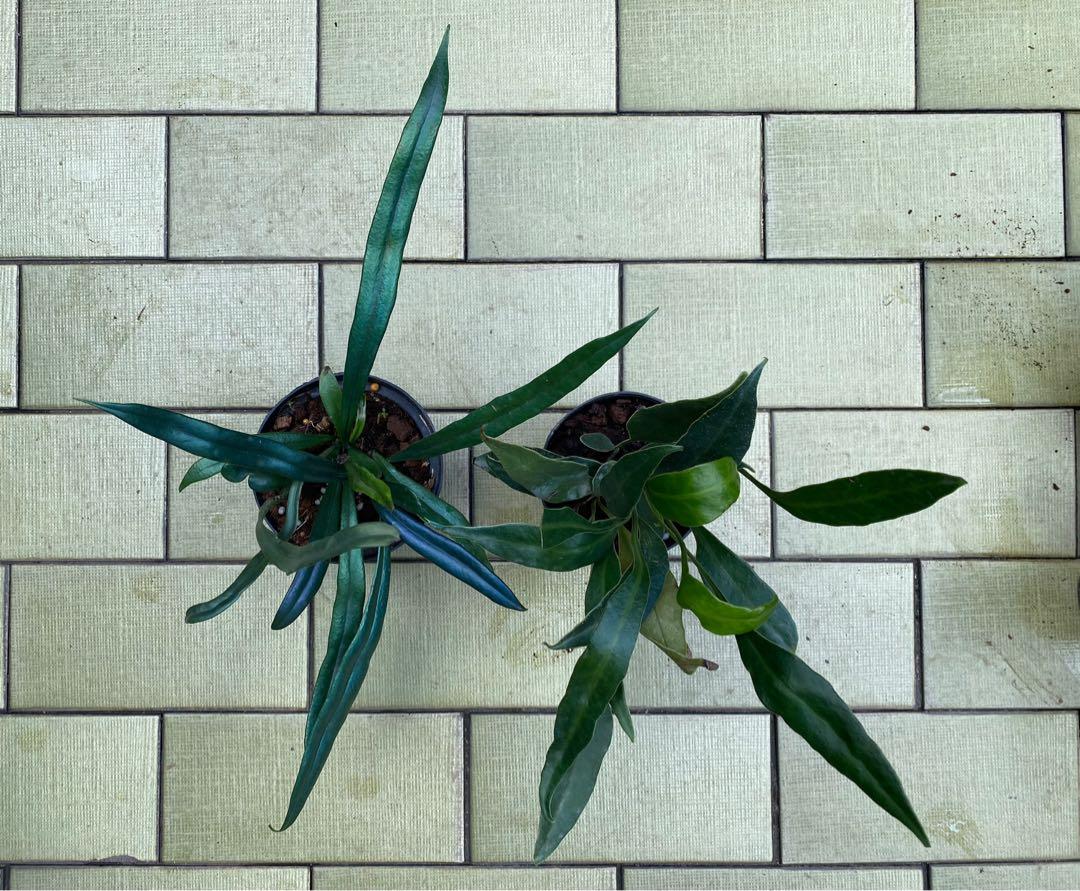 Microsorum bundle (free delivery) blue fern thailandicum & siamensis ...