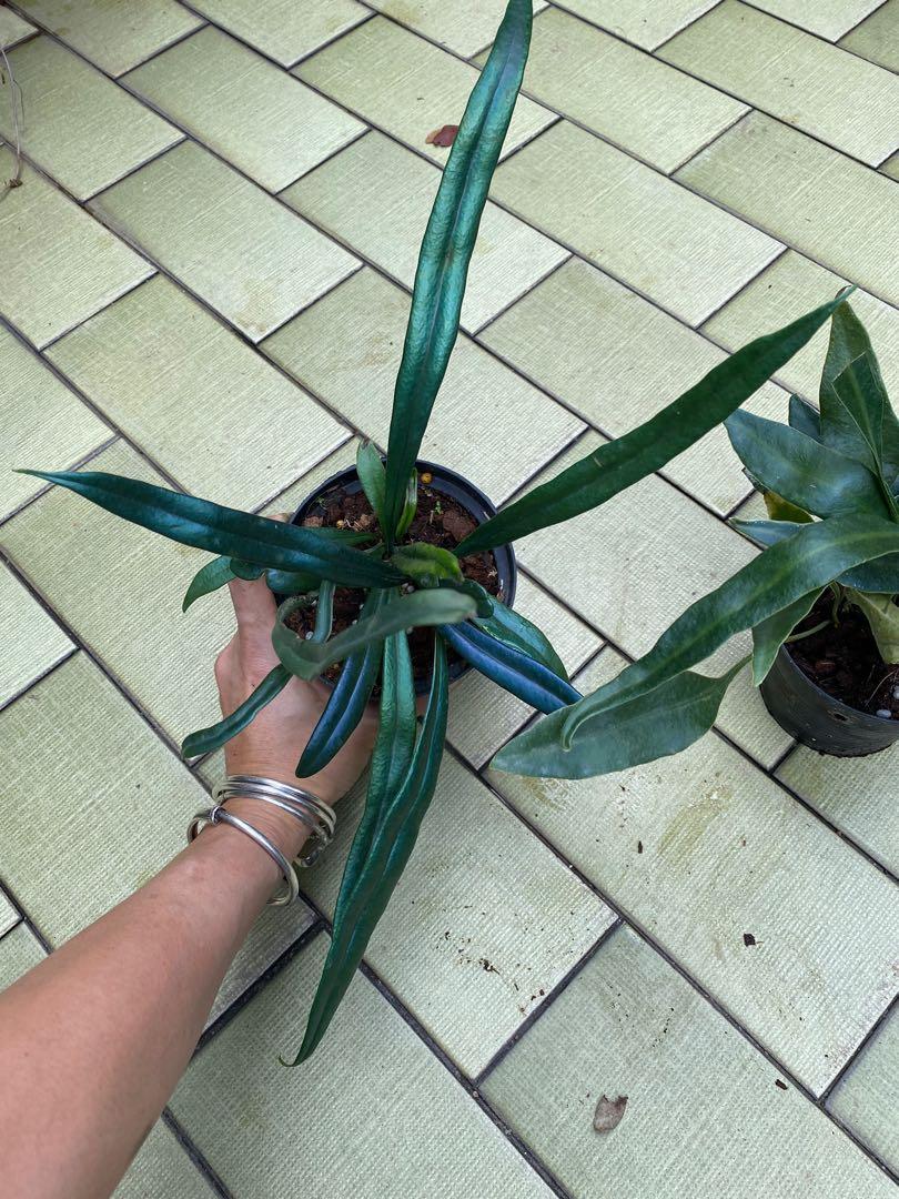 Microsorum bundle (free delivery) blue fern thailandicum & siamensis ...