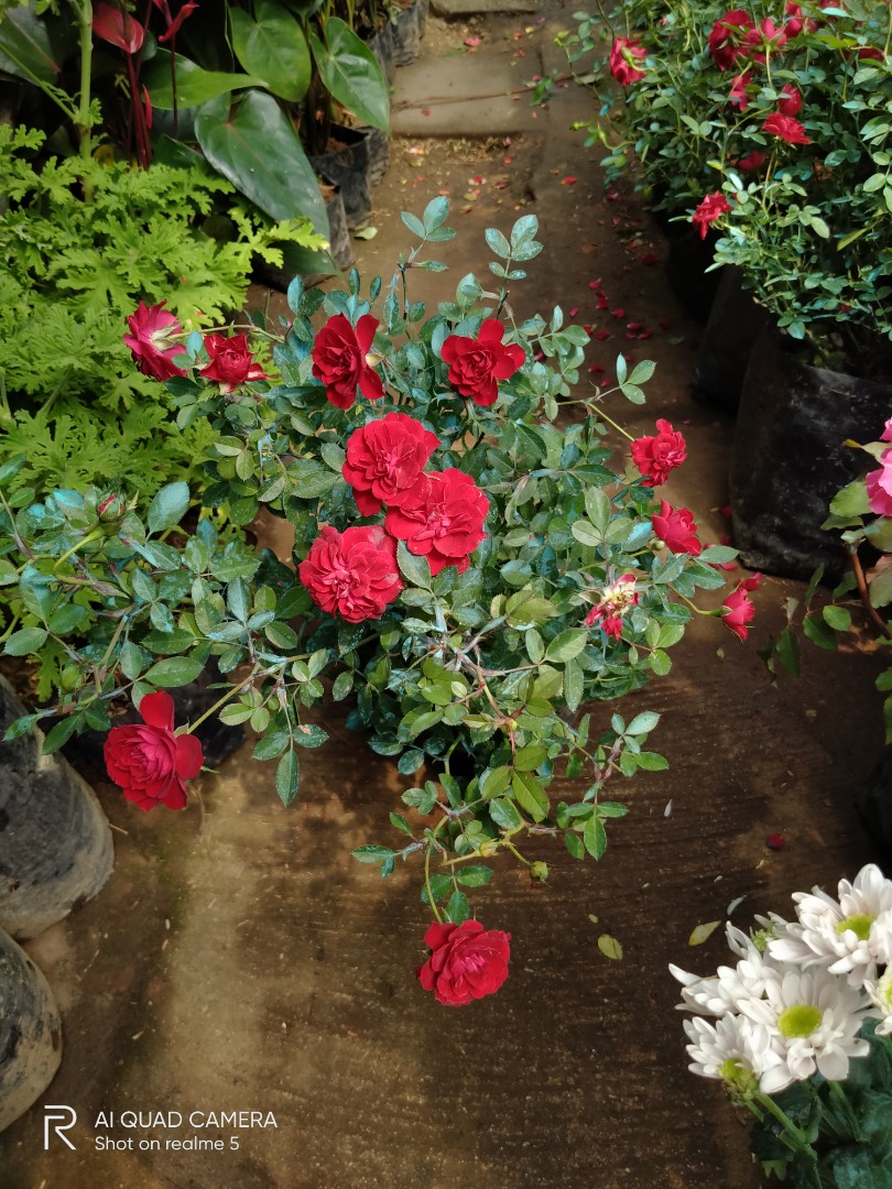 PITIMINI ROSES, Furniture & Home Living, Gardening, Plants & Seeds on ...