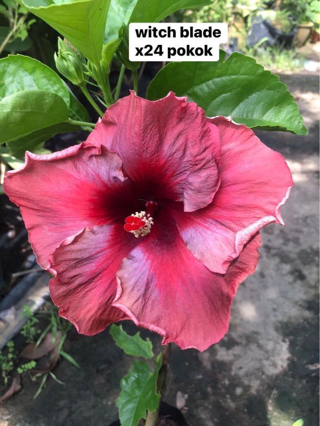 pokok bunga raya hibrid (hybrid hibiscus) - pokok kahwin, Furniture ...