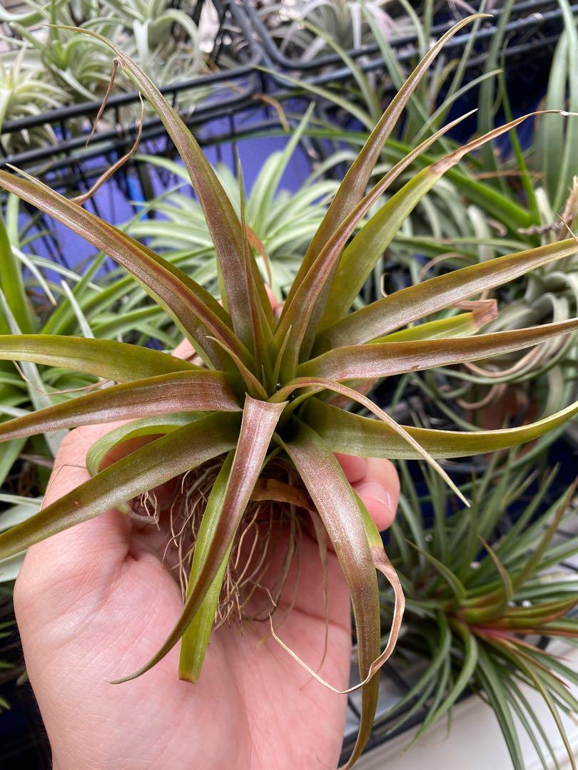 Tillandsia Rothii x Capitata Roja, Furniture & Home Living, Gardening ...