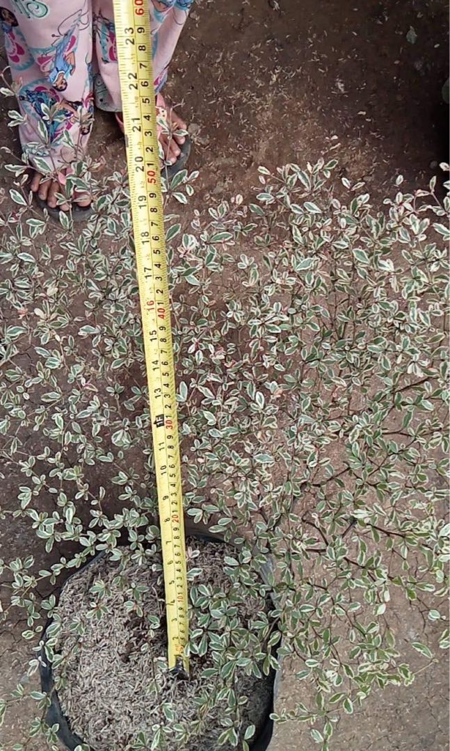 Variegated African Talisay! On hand, Furniture & Home Living, Gardening ...