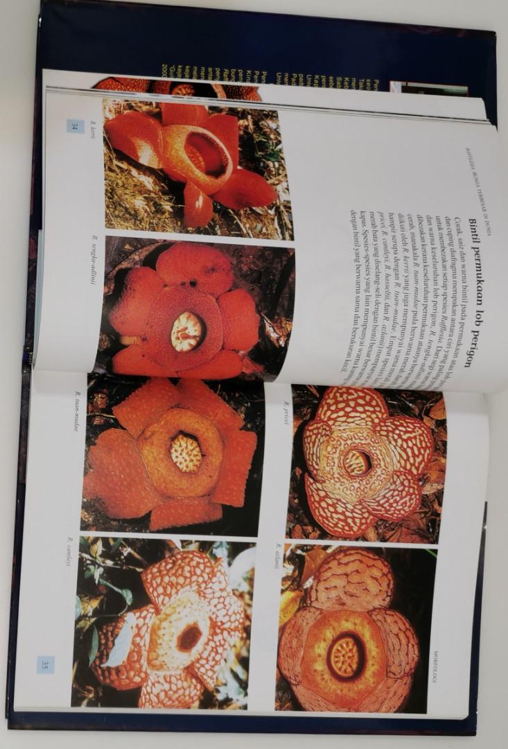 Big hardcover. RAFFLESIA, Hobbies & Toys, Books & Magazines, Storybooks ...