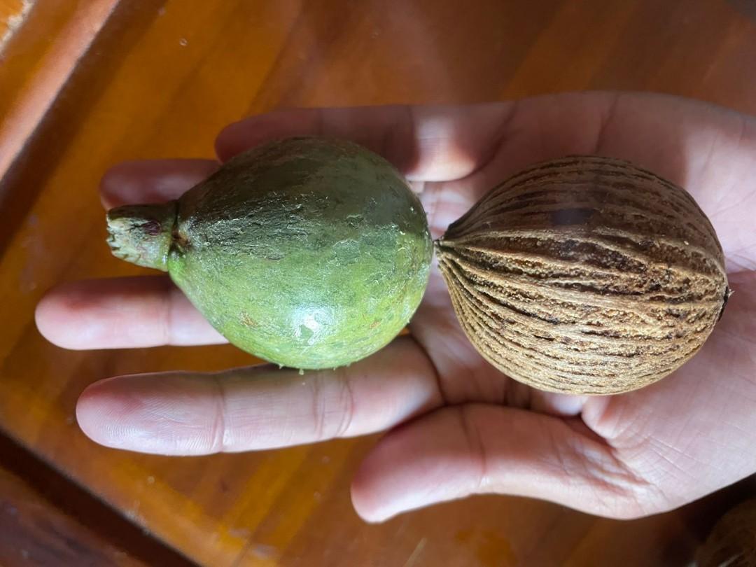 Buah Kulim, Health & Nutrition, Health Supplements, Health Food, Drinks ...