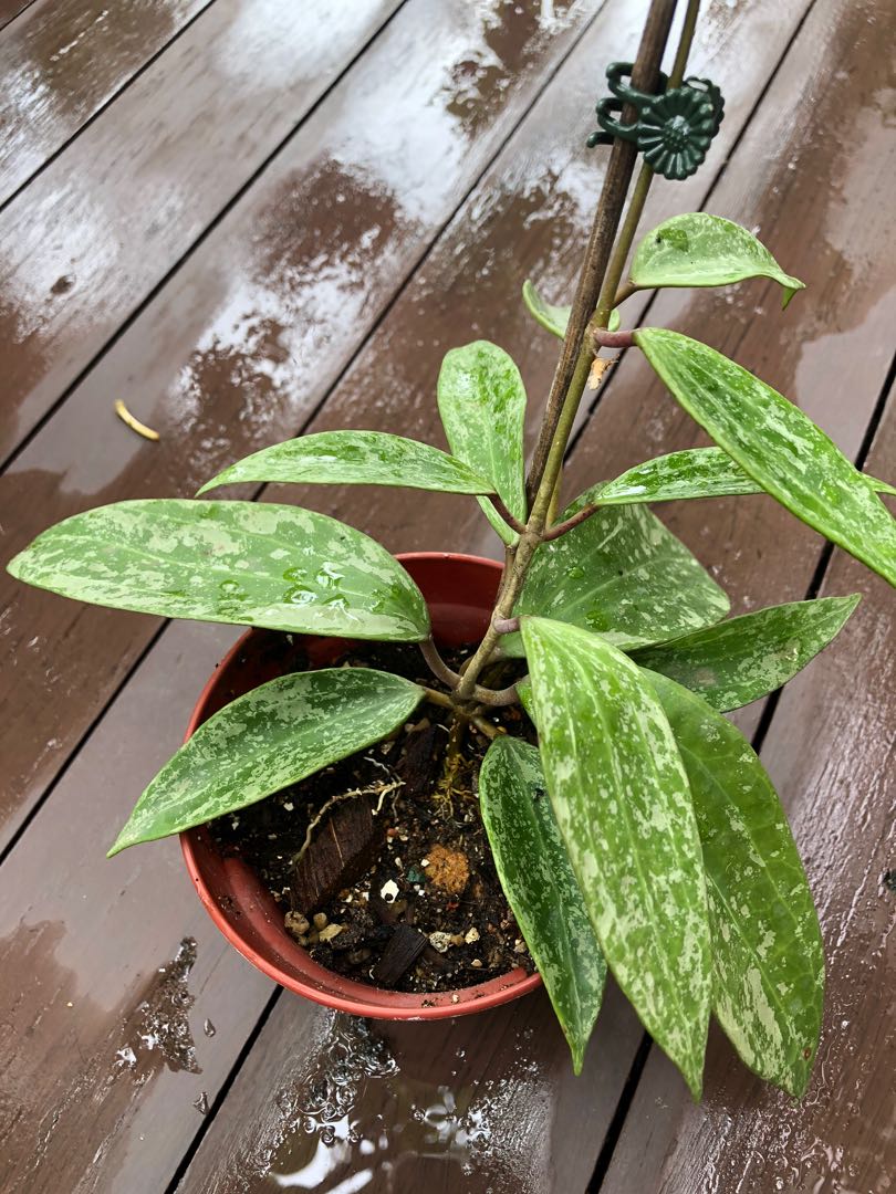 Hoya Rangsan, Furniture & Home Living, Gardening, Plants & Seeds on ...