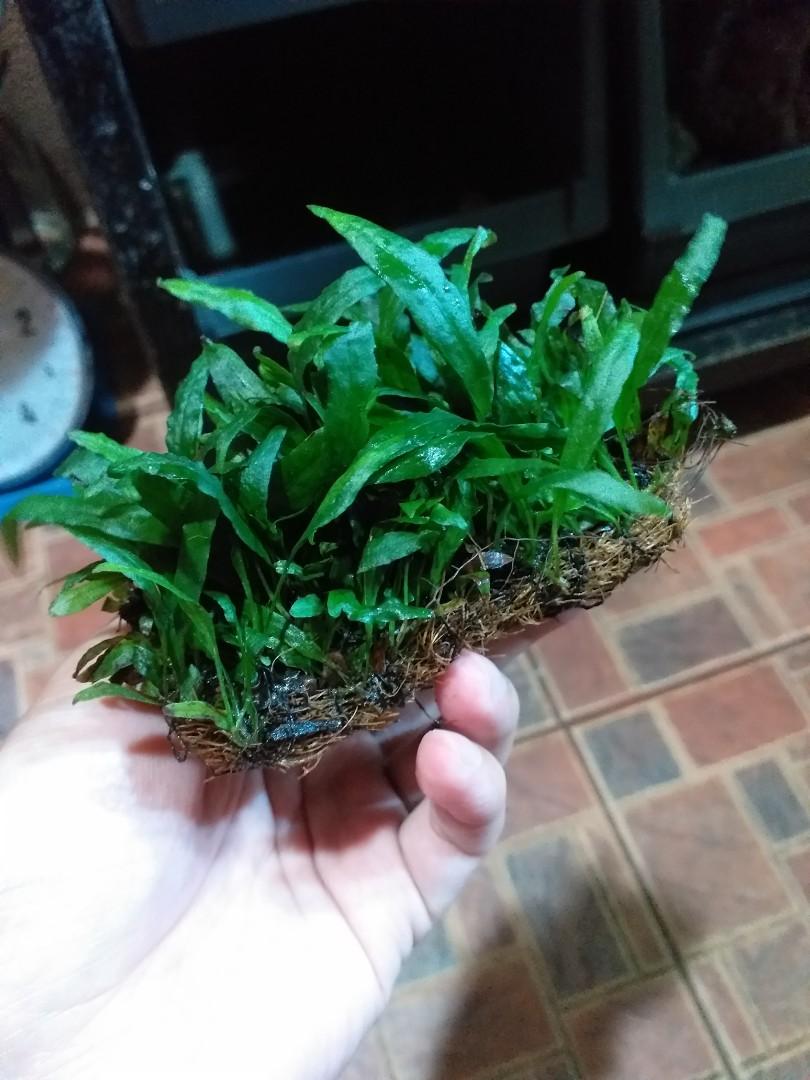 Java fern mini aquarium plant live aquatic plant, Furniture & Home ...