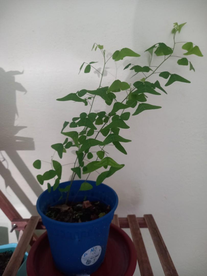 Pokok rama rama, Furniture & Home Living, Gardening, Plants & Seeds on ...