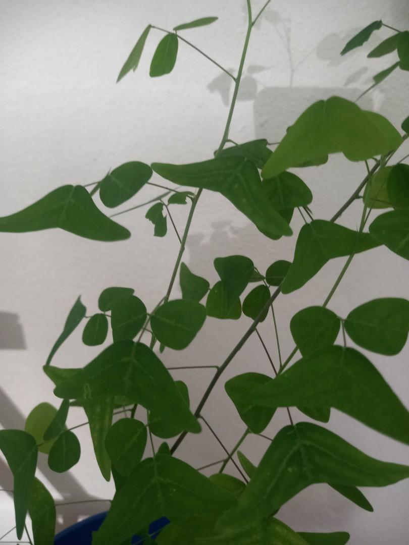 Pokok rama rama, Furniture & Home Living, Gardening, Plants & Seeds on ...