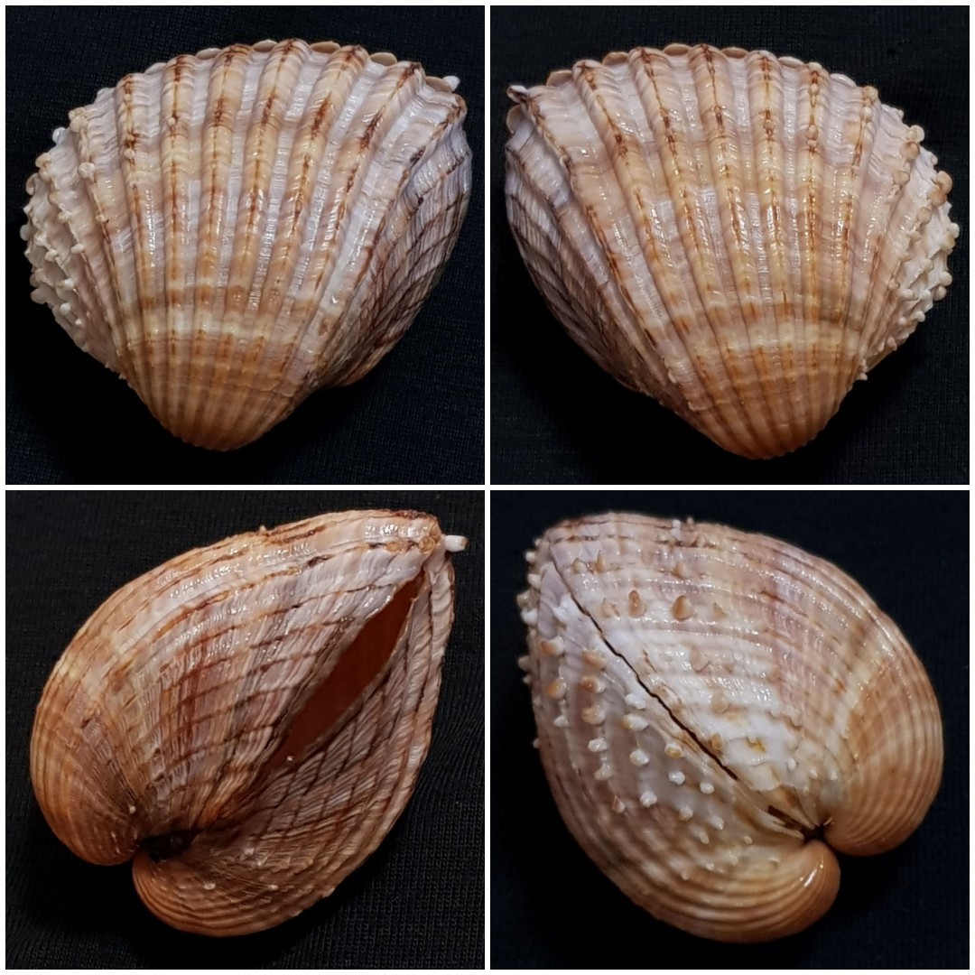 Seashell European Spiny Cockle, Hobbies & Toys, Memorabilia ...