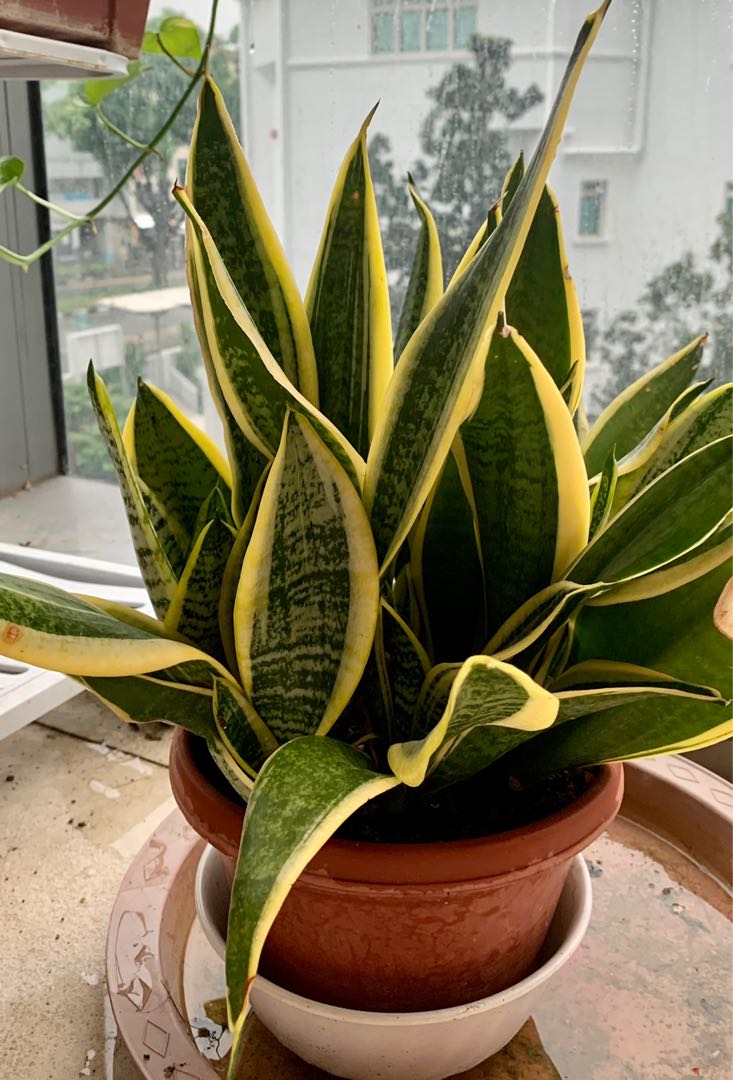 Snake Guard Plant, Furniture & Home Living, Gardening, Plants & Seeds ...