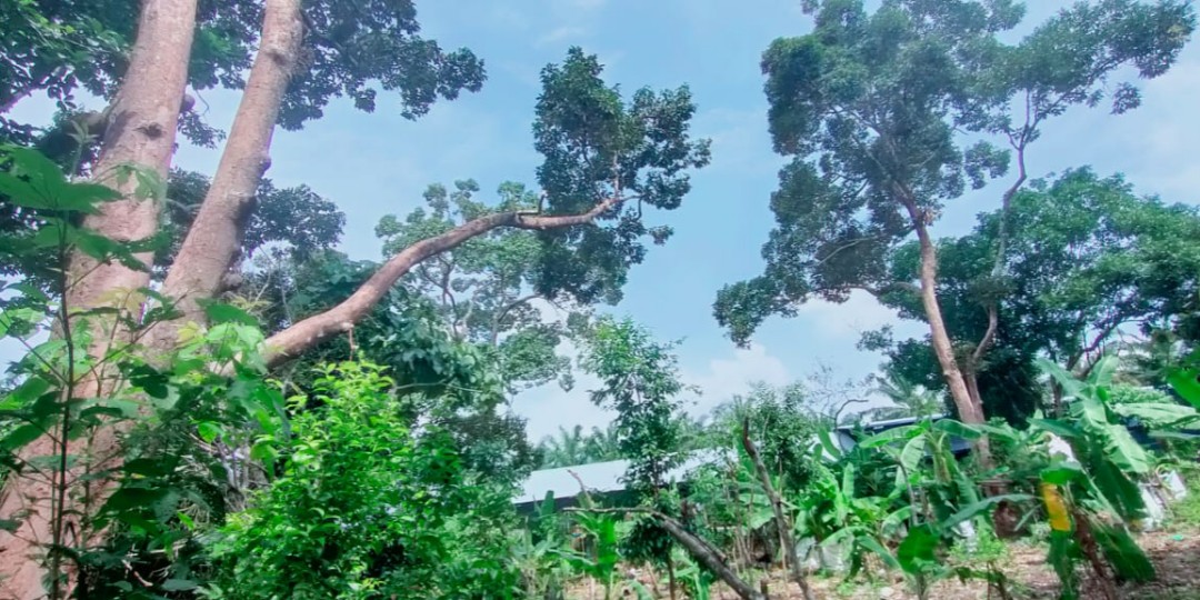 Tanah Kebun Bukit Goh (Sebelah Kotasas), Property, For Sale on Carousell