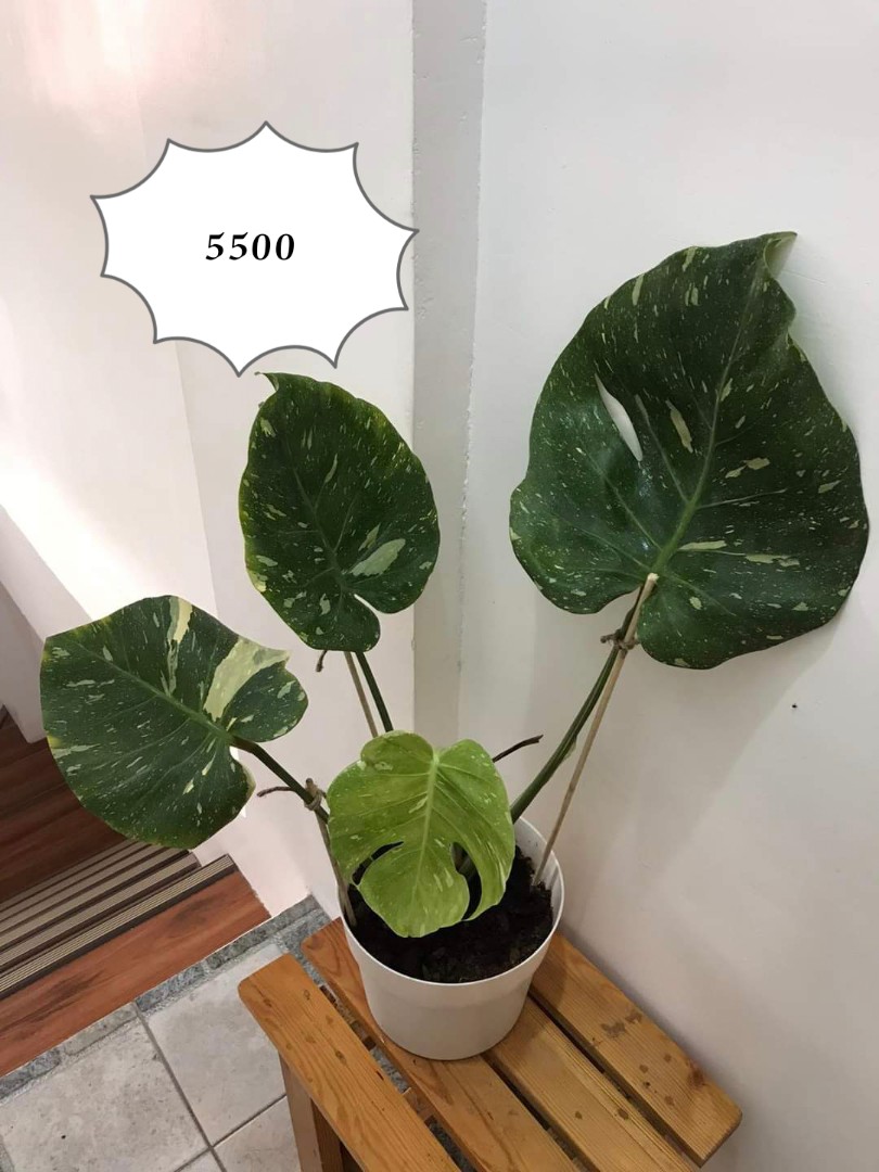 Thai cons, Furniture & Home Living, Gardening, Plants & Seeds on Carousell