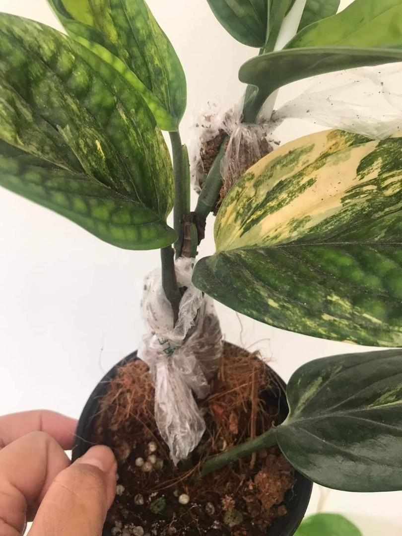 Variegated peru trailing, Furniture & Home Living, Gardening, Plants ...