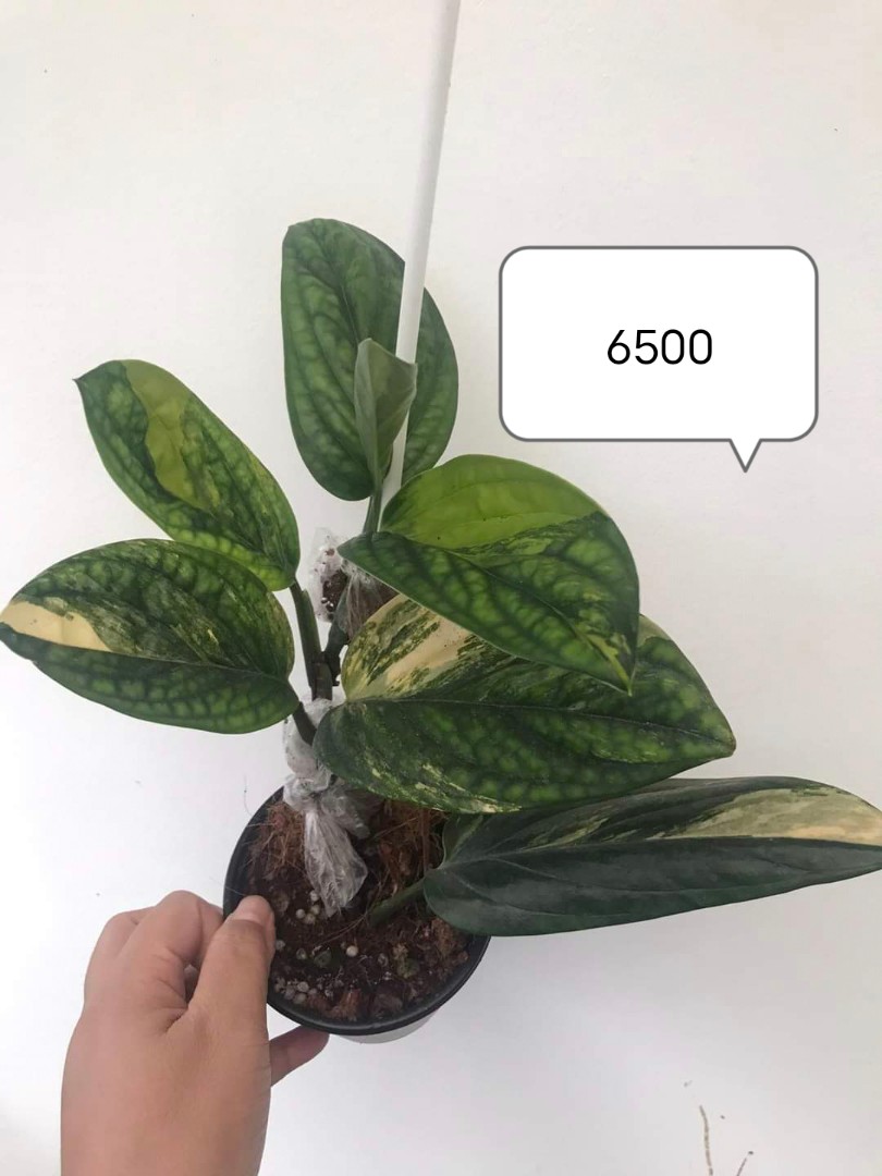 Variegated peru trailing, Furniture & Home Living, Gardening, Plants ...