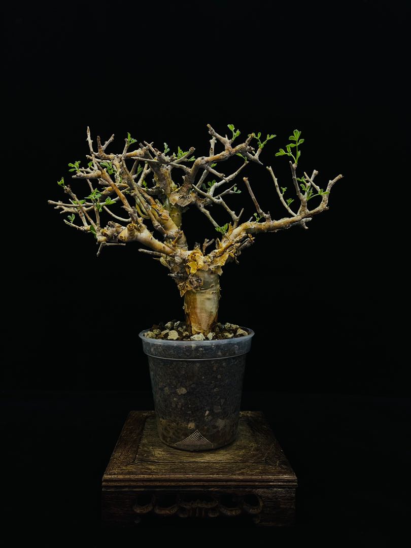 Commiphora stocksiana, Furniture & Home Living, Gardening, Plants ...