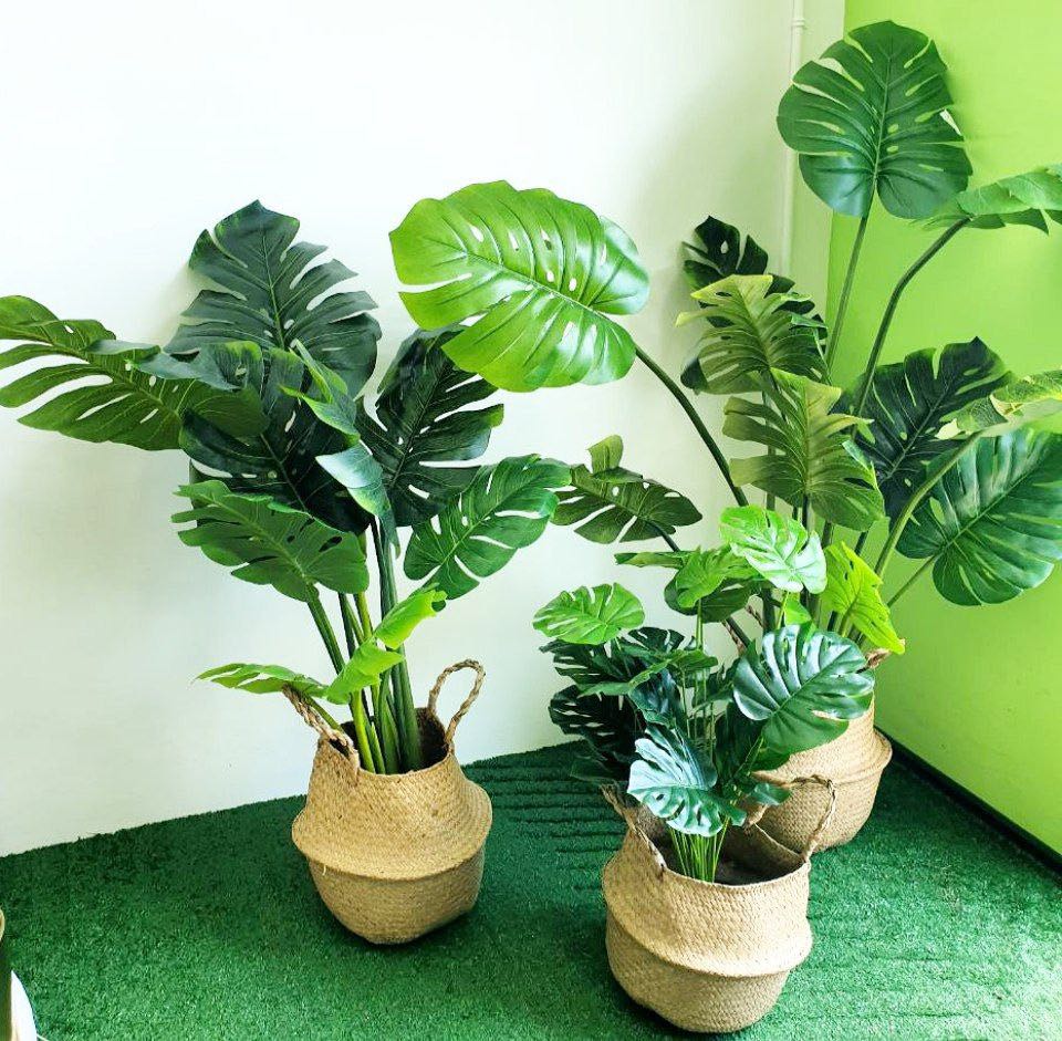 Monstera, Furniture & Home Living, Home Decor, Artificial Plants ...