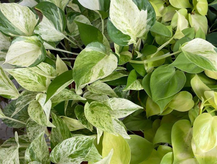 Neon Pothos Neon Heartleaf Njoy Pothos Green Heartleaf Marble Queen ...