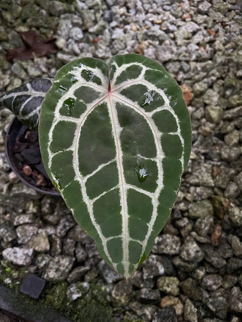 Anthurium doc block F2, Furniture & Home Living, Gardening, Plants ...