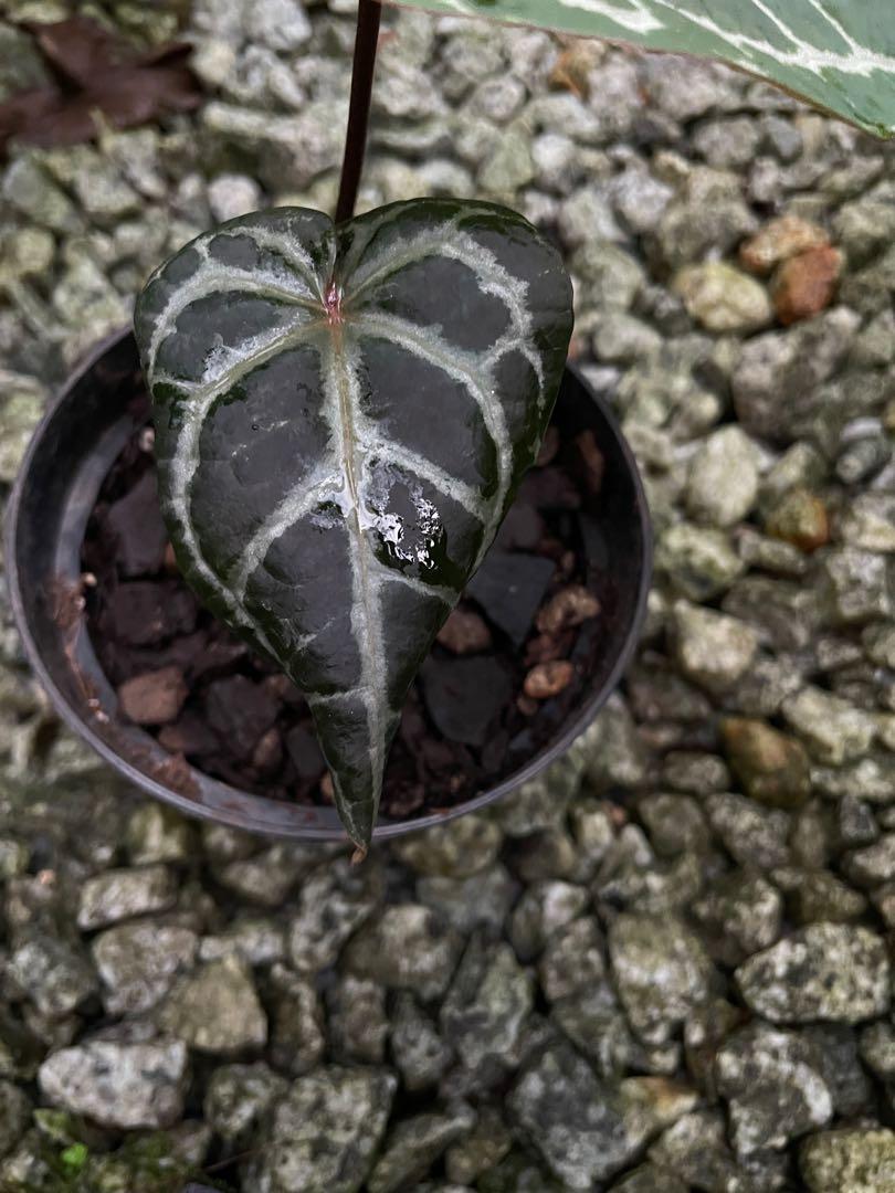 Anthurium doc block F2, Furniture & Home Living, Gardening, Plants ...